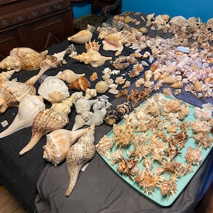 60.8mm Strombus Canarium DOG CONCH Shell, Seashell JB - Etsy