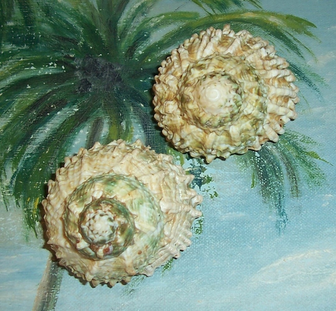 Lot of Two Large 61.5&57.8mm Florida Keys Astraea Caelata CARVED STAR Shell Seashells JB - Etsy
