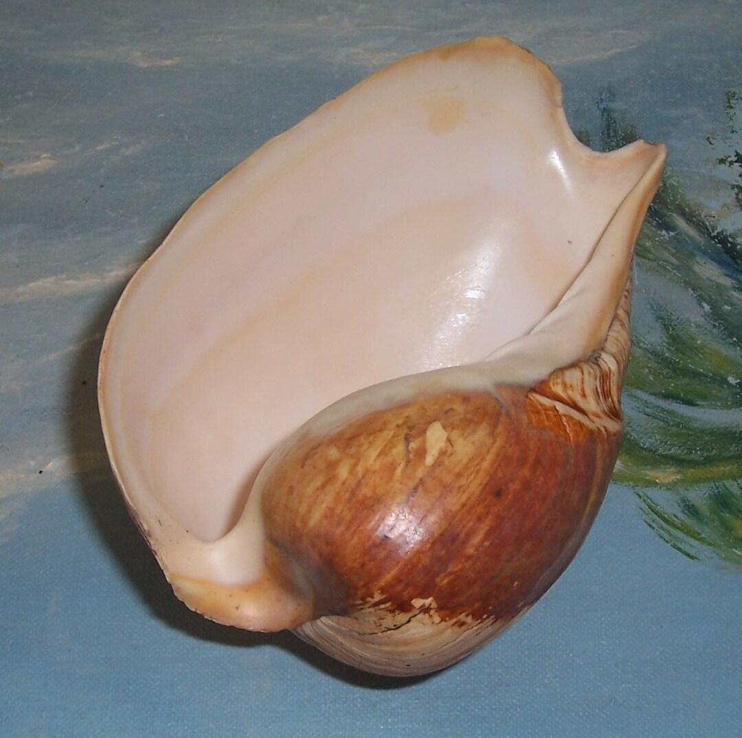 131.7mm Melo Amphora Giant AUSTRALIAN Baler, MELON Shell, Seashell W ...