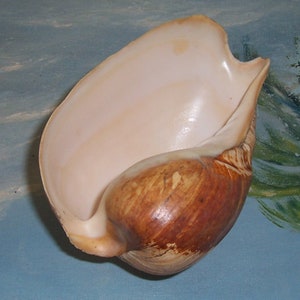 131.7mm Melo Amphora Giant AUSTRALIAN Baler, MELON Shell, Seashell W ...