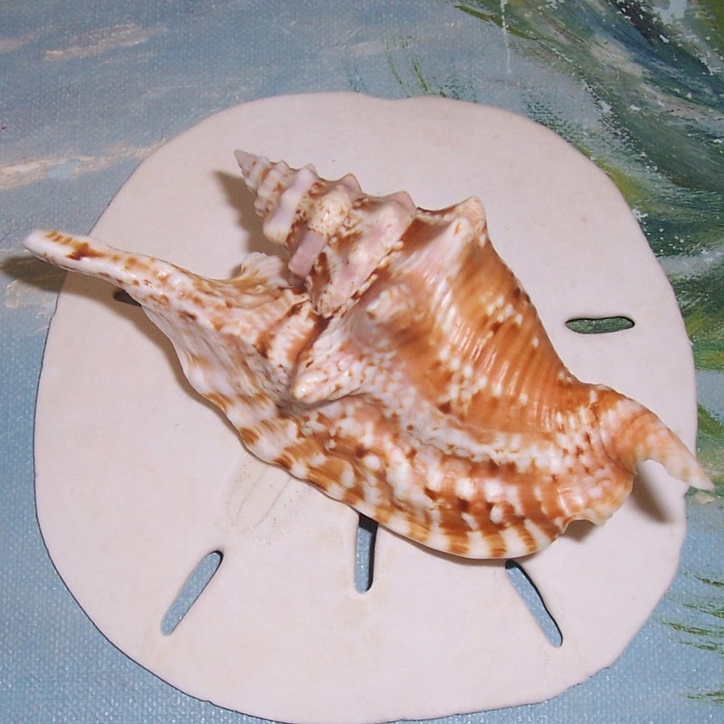 GulfSeaShells - Etsy