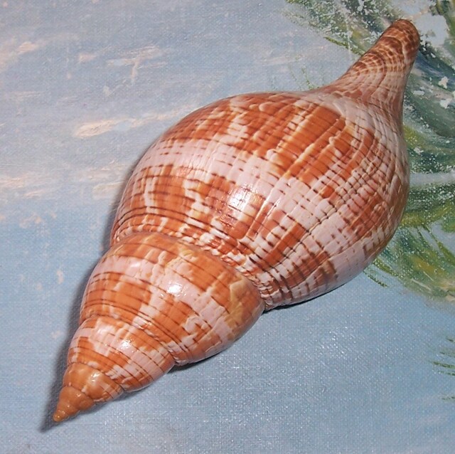 GulfSeaShells - Etsy