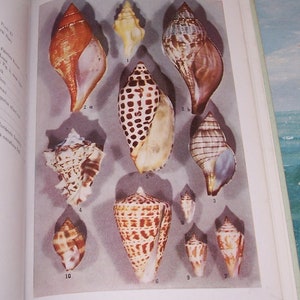 VINTAGE 1952 Seashell Identification Book "florida Marine Shells" - Etsy