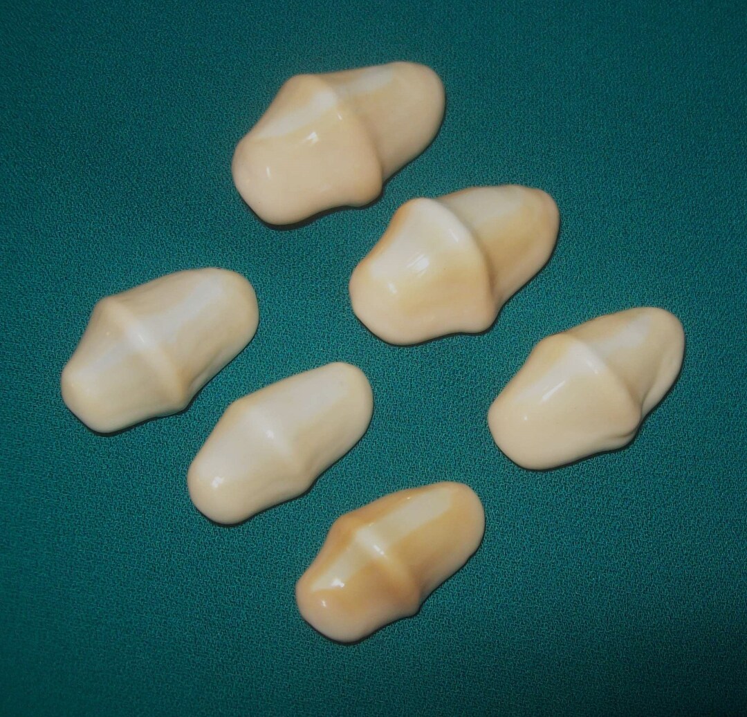 Set of 6 Florida Keys Collected FLAMINGO Tongue SEASHELLS JB #1 - Etsy