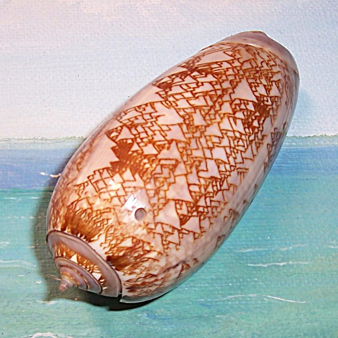 78.5mm Oliva Porphyria Camp, TENT OLIVE Seashell, Shell - Etsy