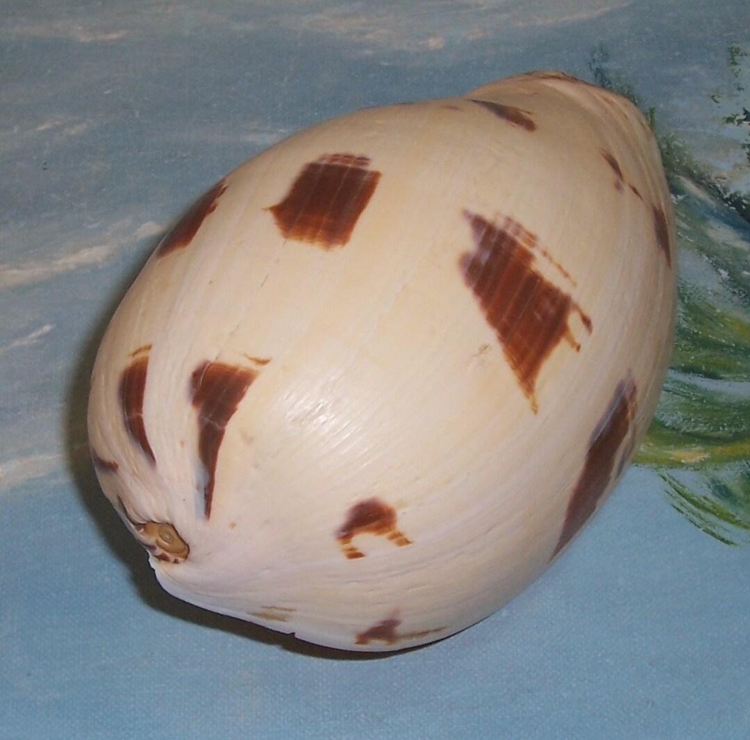 139.7mm Melo Melo INDIAN VOLUTE, Melon, Baler Seashell W/ Excellent ...