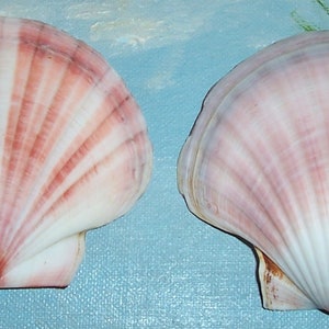 Matched Set 75.9mm PECTEN Maximus Pink Form Flat, GREAT, King Scallop ...
