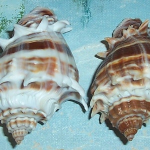 Set of 4 Super Spikey Florida Melongena Corona Kings CROWN Conch ...