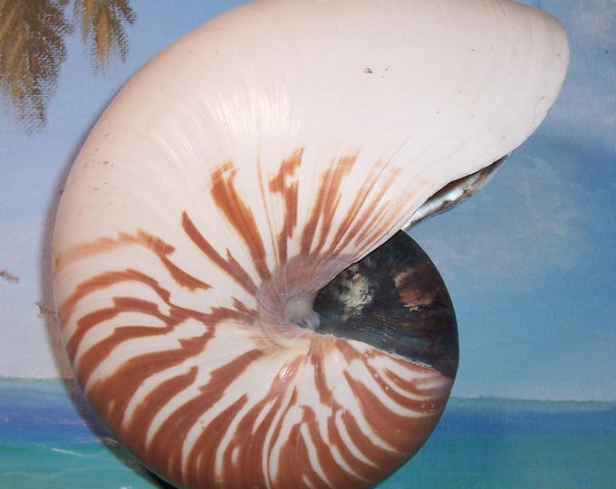 147.6mm Chambered NAUTILUS Pompilius Shell SEASHELL - Etsy