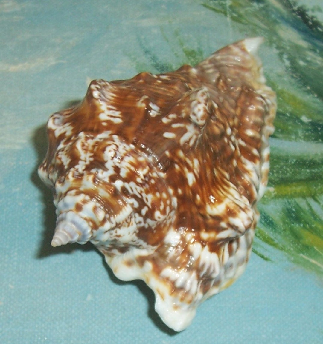 75.8mm Florida Keys Collected Lobatus Raninus Hawk-wing CONCH Shell ...