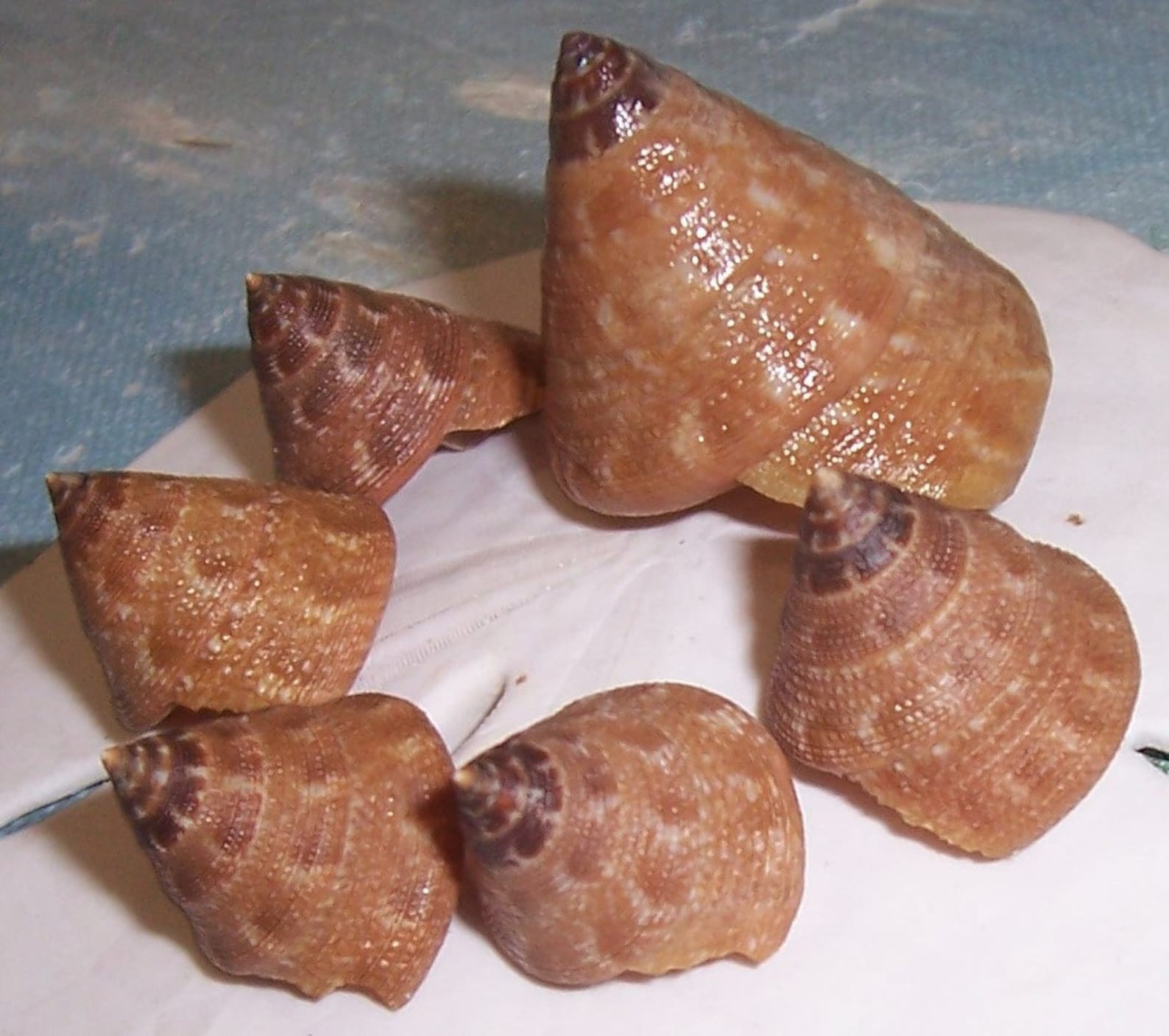 Set of 6 Calliostoma Jujubinum JUJUBE Top Shell, Seashell JB - Etsy