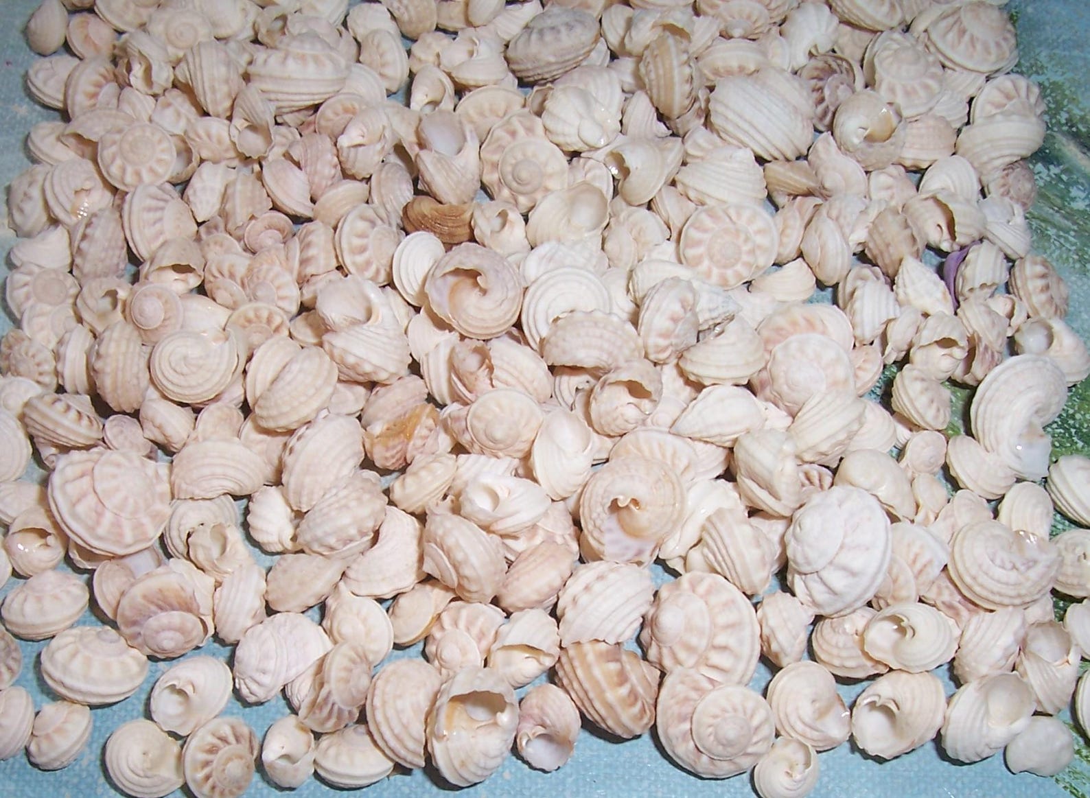 1/2 Cup Florida BEACH Collected Modulus Modulus BUTTON Snail Shell ...
