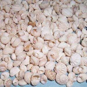 1/2 Cup Florida BEACH Collected Modulus Modulus BUTTON Snail Shell ...