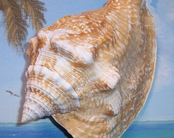 Large 160.0mm FLORIDA Keys BEACH Collected Macrostrombus Costatus Milk ...