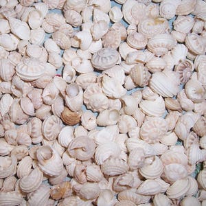 1/2 Cup Florida BEACH Collected Modulus Modulus BUTTON Snail Shell ...