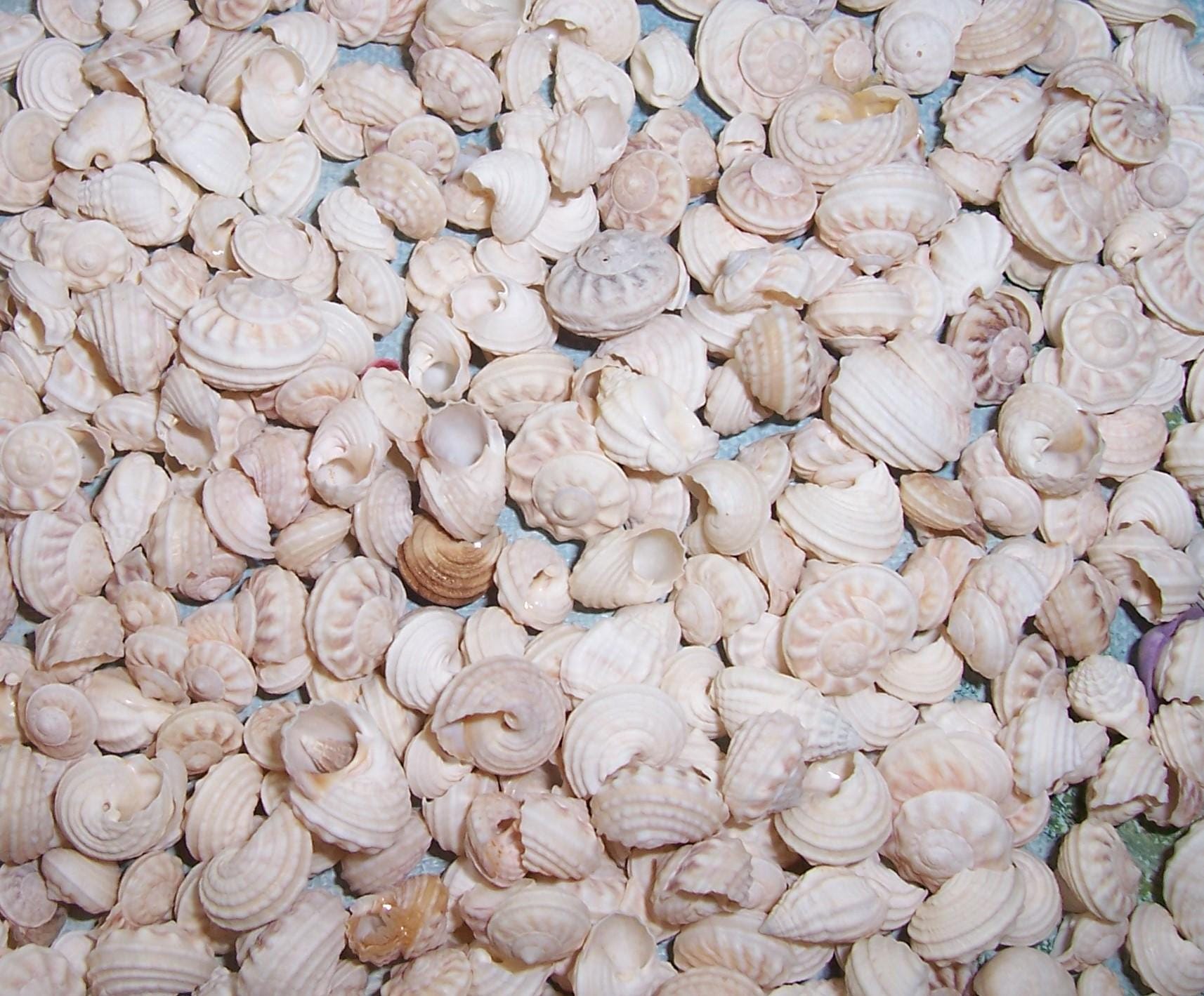 1/2 Cup Florida BEACH Collected Modulus Modulus BUTTON Snail Shell ...