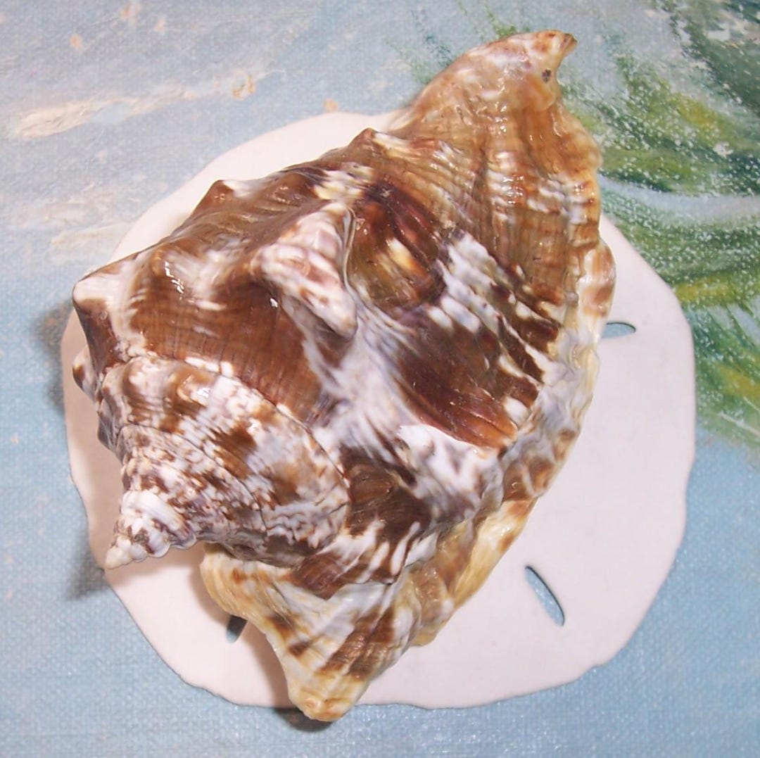 85.4mm Florida Keys Collected Lobatus Raninus Hawk-wing CONCH Shell ...