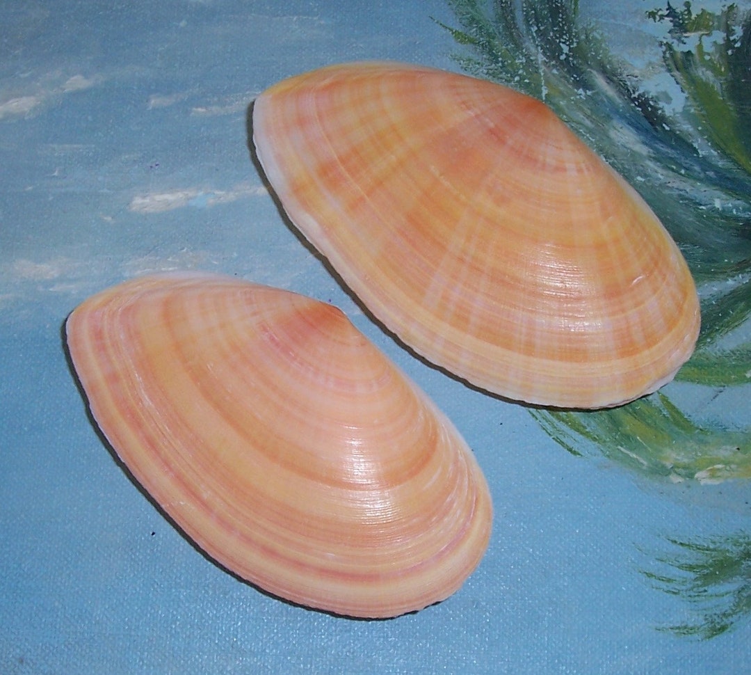 Set of 2 Matched 95.8&87.6mm Bivalve Pairs Bright Orange GREAT TELLIN ...