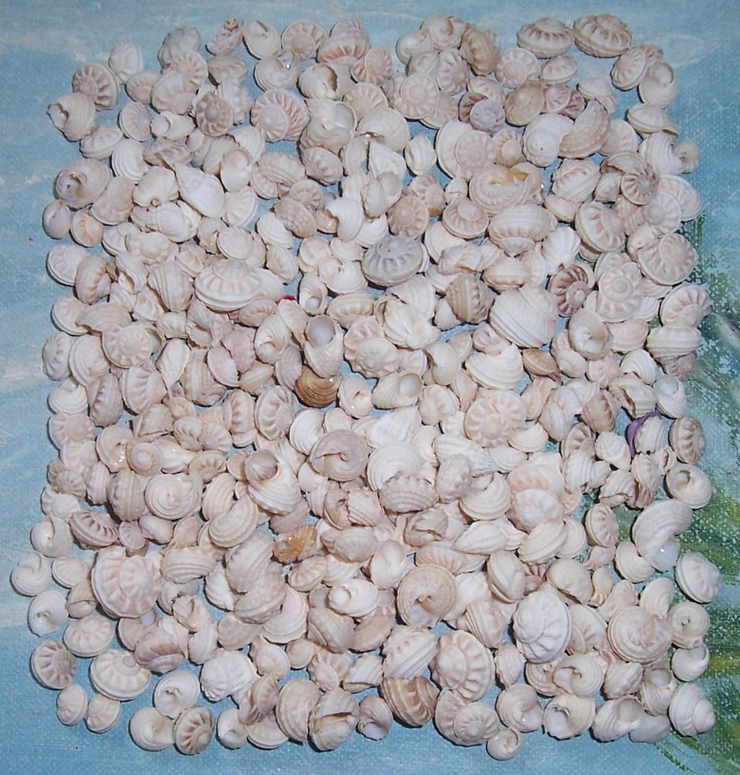 1/2 Cup Florida BEACH Collected Modulus Modulus BUTTON Snail Shell ...