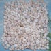 1/2 Cup Florida BEACH Collected Modulus Modulus BUTTON Snail Shell ...