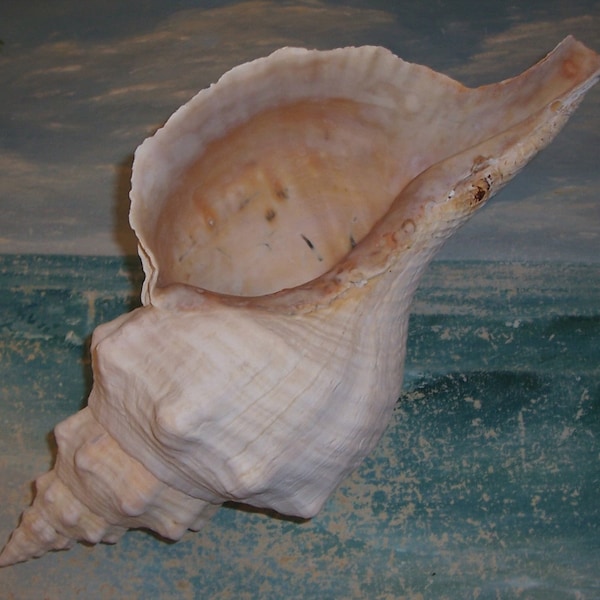 Conch Seashell - Etsy