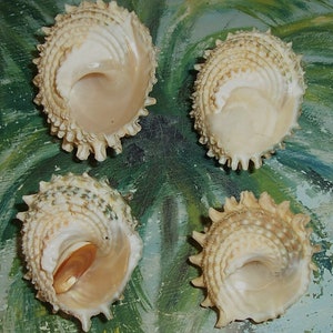 Lot of Four 38.7-48.6mm Florida Keys Astraea Caelata CARVED STAR Shell ...