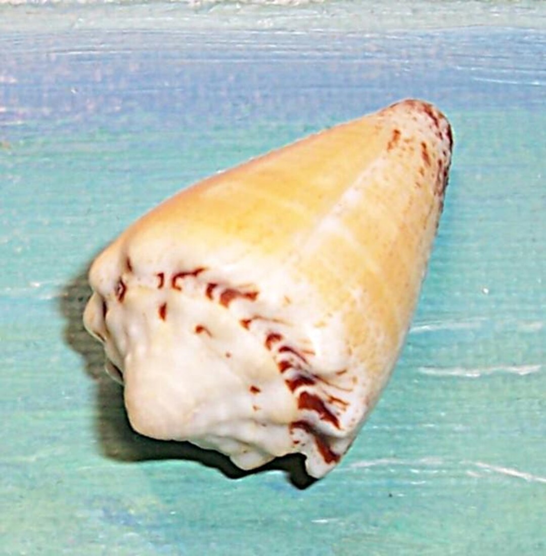 Specimen Grade 36.3mm Conus Regius CITRINUS ROYAL, CROWN Cone Shell ...