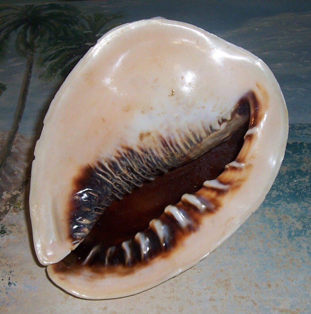 Large 9 1/2 FLORIDA Keys Collected Cassis Madagascariensis Queen HELMET ...