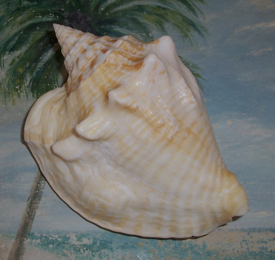 Large 160.0mm FLORIDA Keys BEACH Collected Macrostrombus Costatus Milk ...