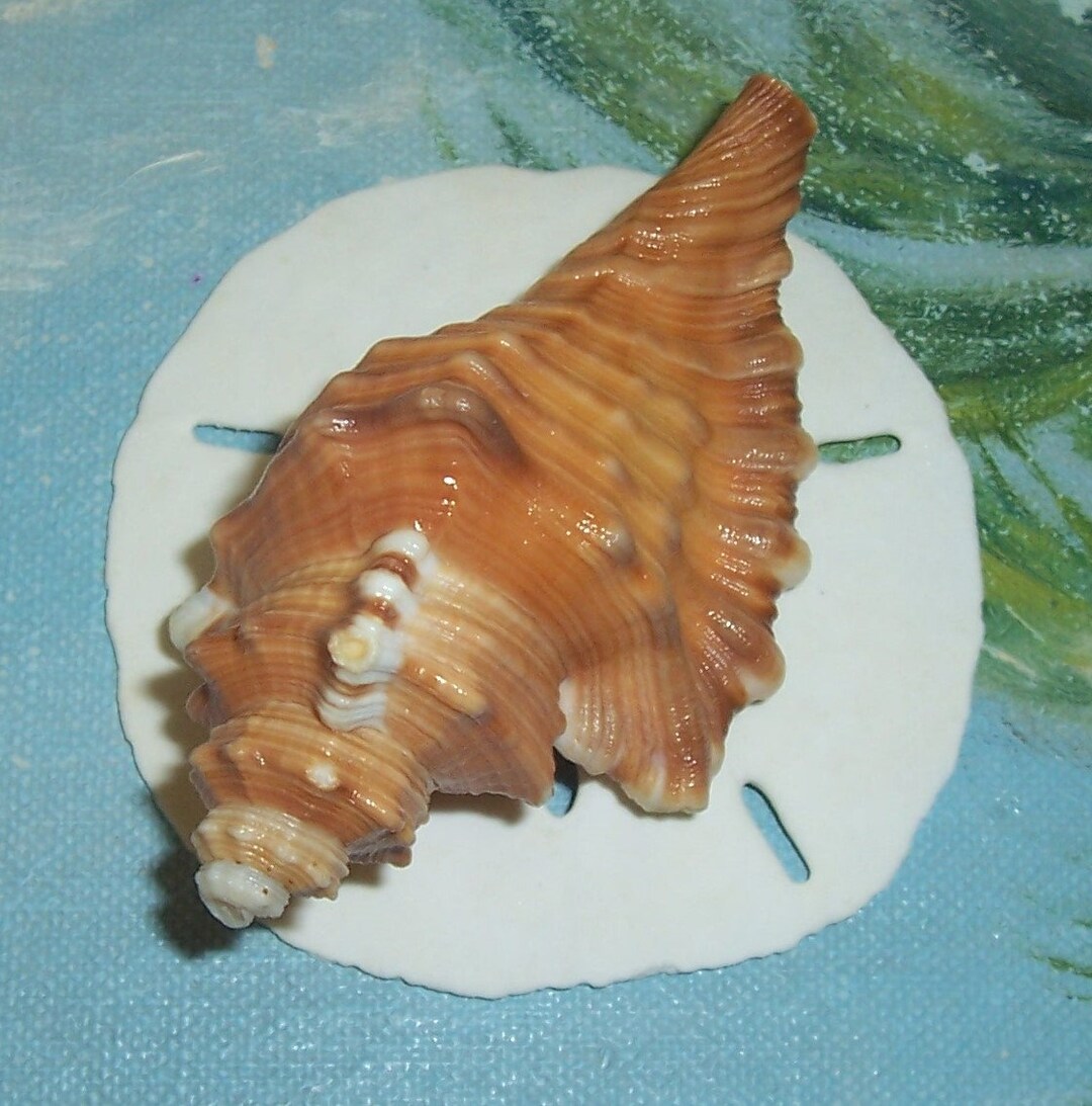 72.8mm BAHAMAS Beach Collected Angular TRITON Shell SEASHELL - Etsy