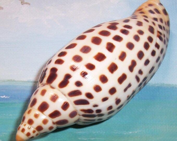 Large 109.1mm Rare FLORIDA Beach Found Scaphella JUNONIA Juno's VOLUTE ...