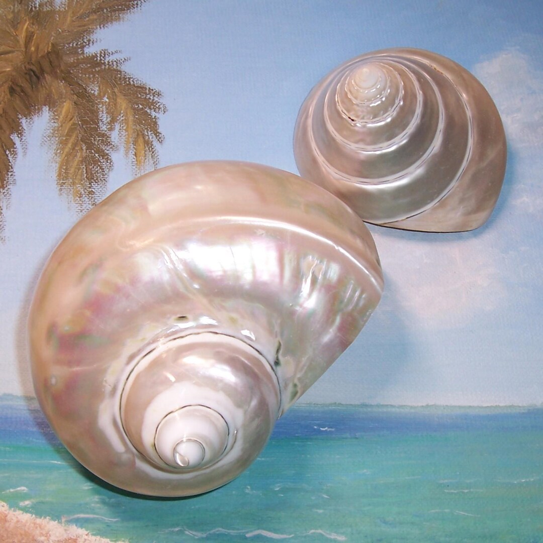 Set of Two 118.57&91.1mm Vintage Mother of PEARL Seashell, Shell ...