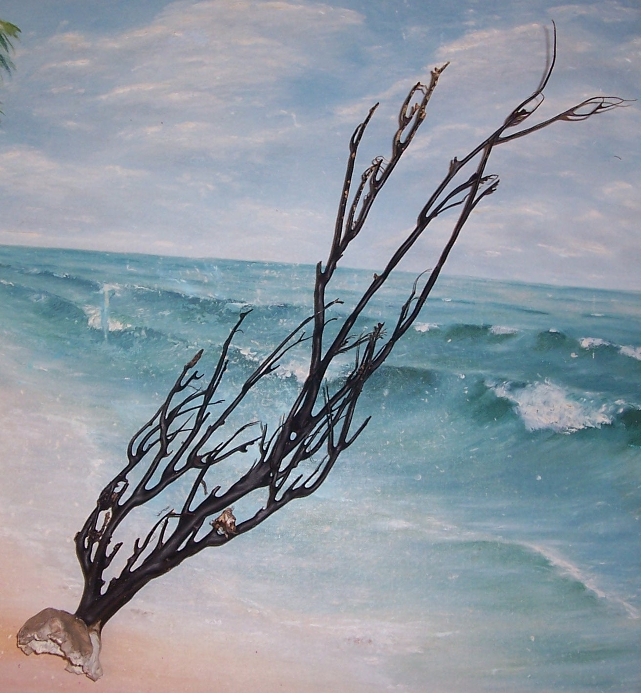 Huge Natural Black Coral GORGONIAN Tree SEA Whip Skeleton From | Etsy