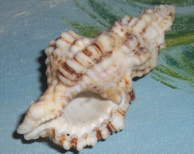 61.2mm Specimen Grade Florida Keys Collected Monoplex Nicobaricus GOLD ...