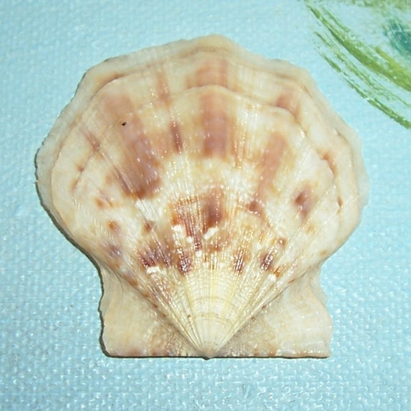 Smooth Scallop Shell - Etsy
