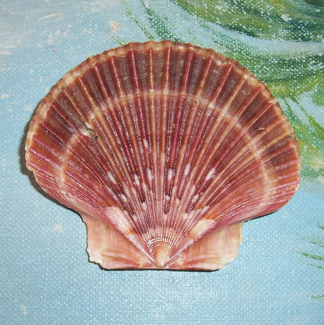 Large 62.1mm Florida 10K Islands BEACH Collected Euvola Ziczac ZIGZAG ...