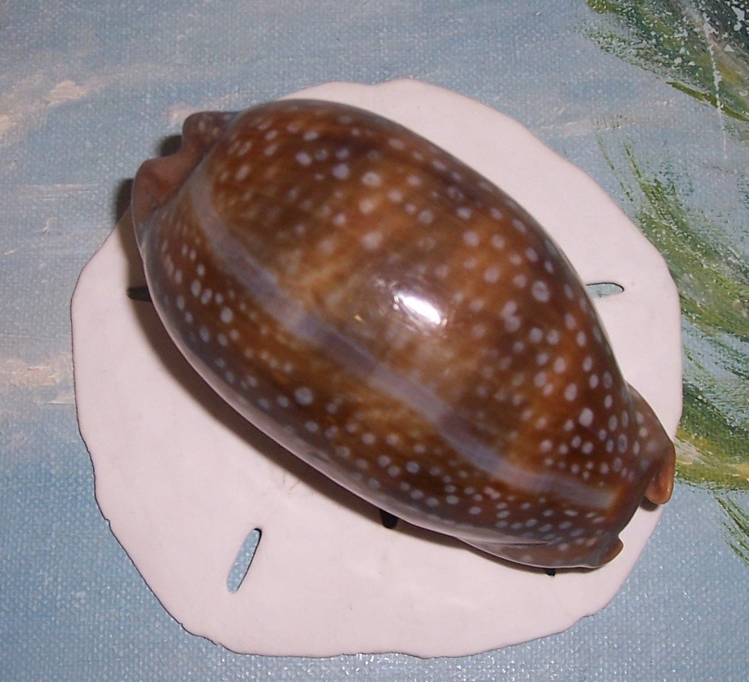 81.5mm Mexico Collected Cypraea Macrocypraea Cervinetta LITTLE Deer ...