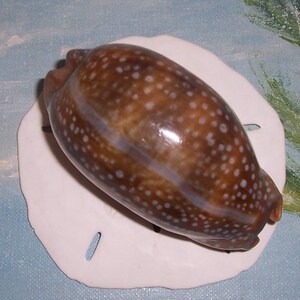 81.5mm Mexico Collected Cypraea Macrocypraea Cervinetta LITTLE Deer ...