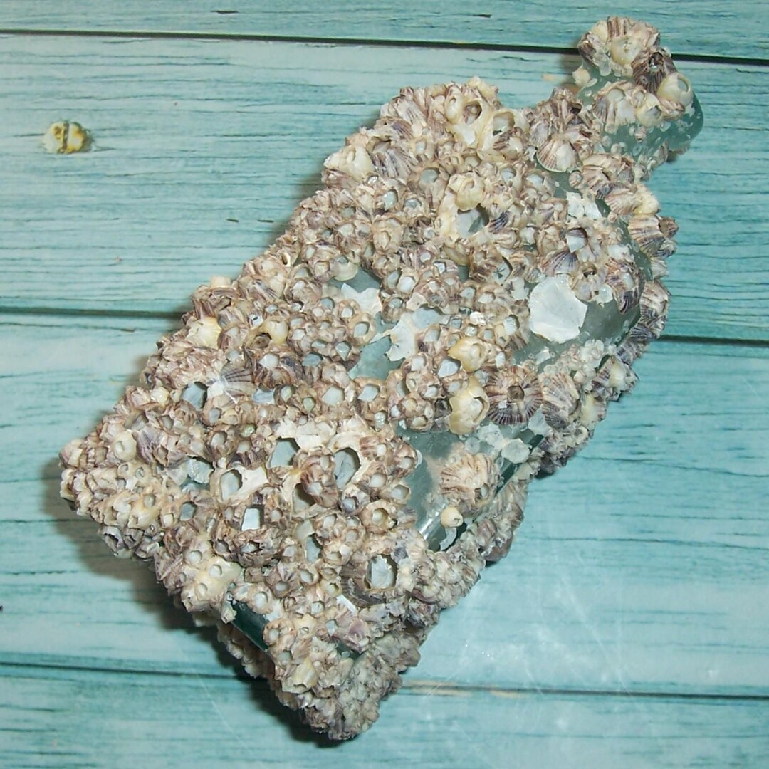 Petite 5" ANTIQUE, Vintage OCEAN Found Aqua BARNACLE Encrusted Medicine ...
