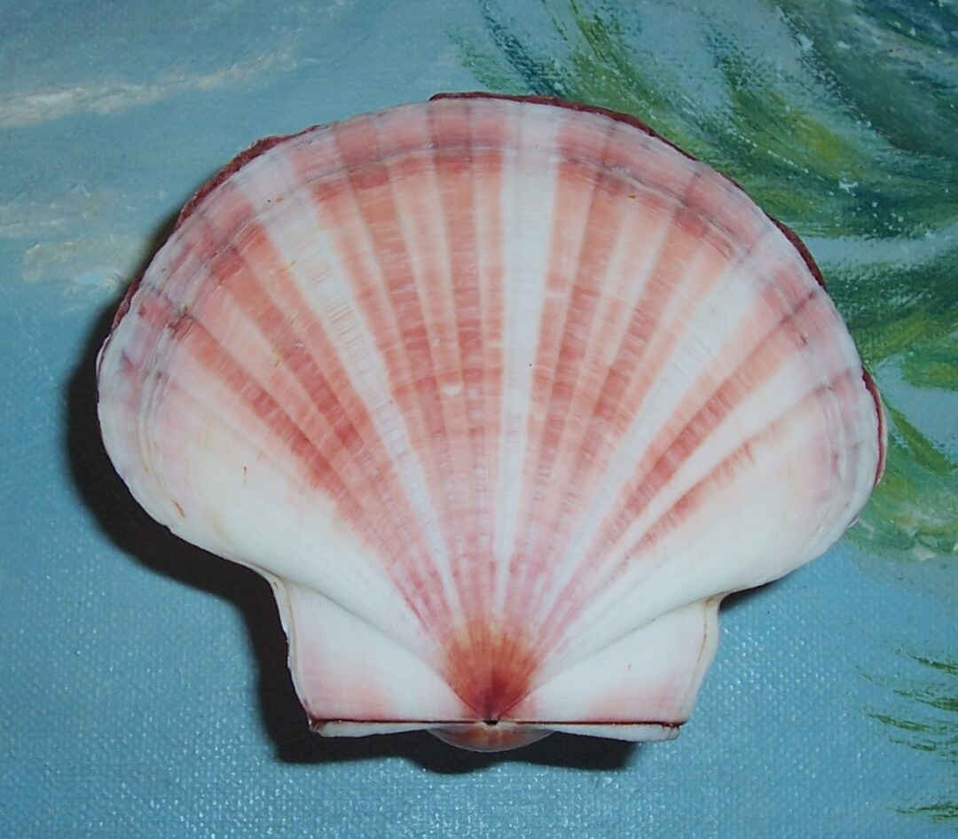 Matched Set 75.9mm PECTEN Maximus Pink Form Flat, GREAT, King Scallop ...