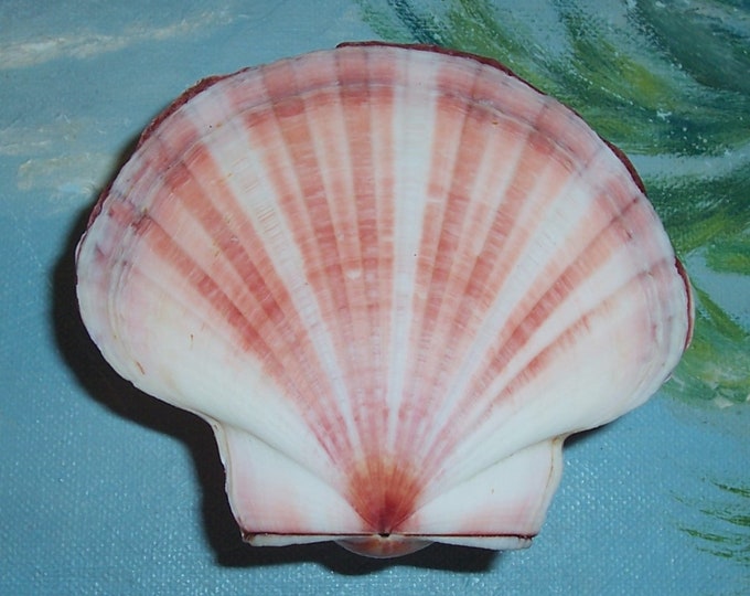 Matched Set 75.9mm PECTEN Maximus Pink Form Flat, GREAT, King Scallop ...