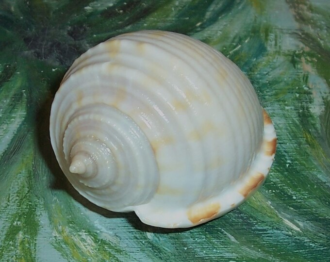 61.5mm Mexico Collected PANAMIC BONNET Semicassis Cassis Centiquadrata ...