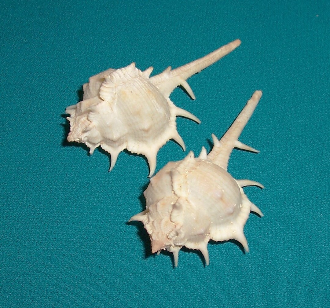 Set of Two 62.6&63.2mm Murex Macgillivrayi Macgillivray's Woodcock ...