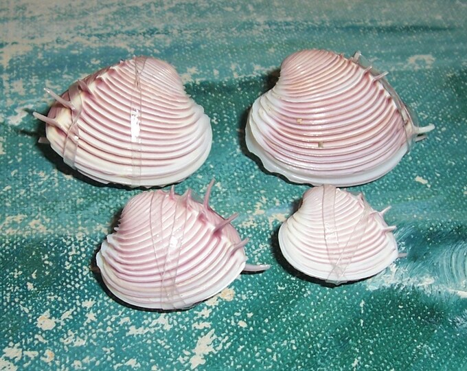 Lot of 4 Matched Pairs Puerto Rico BEACH Collected Pitar Dione ROYAL ...