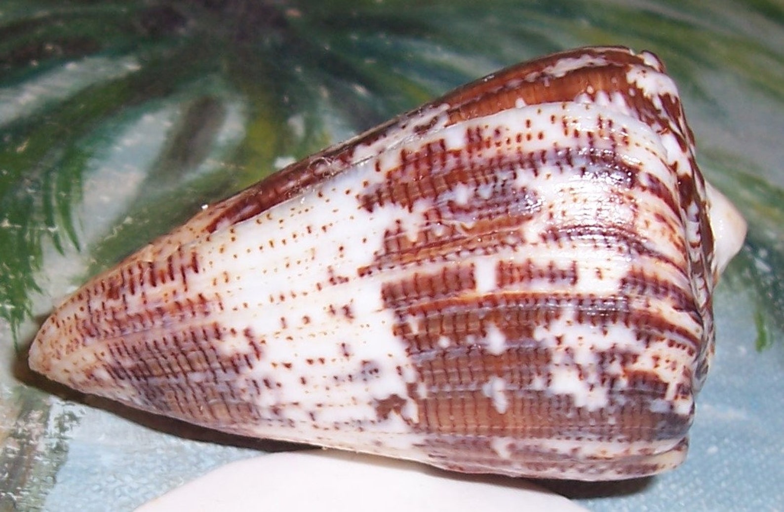 Large Specimen Grade 63.1mm CONUS Regius Royal, Crown Cone SEASHELL JB ...