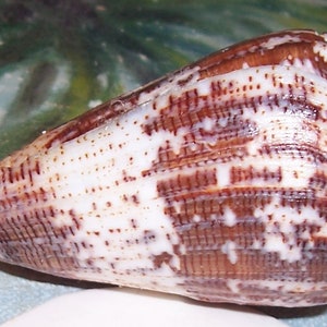 Large Specimen Grade 63.1mm CONUS Regius Royal, Crown Cone SEASHELL JB ...