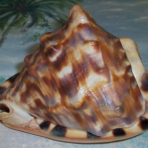 150mm Puerto Rico Beach Collected King HELMET Shell SEASHELL - Etsy