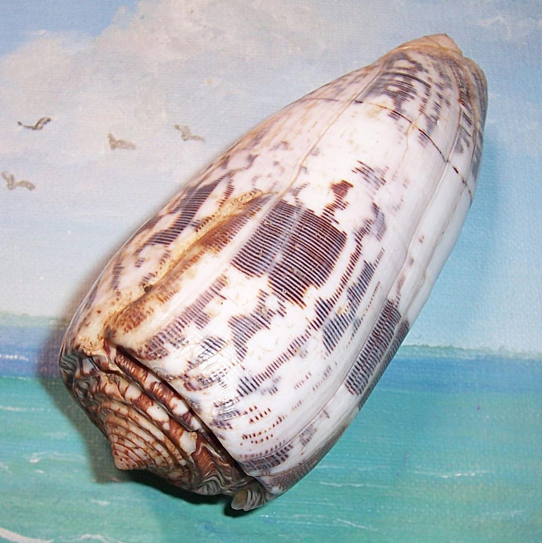 Huge 120.3mm Conus Striatus STRIATE CONE Shell, Seashell From Hawaii - Etsy