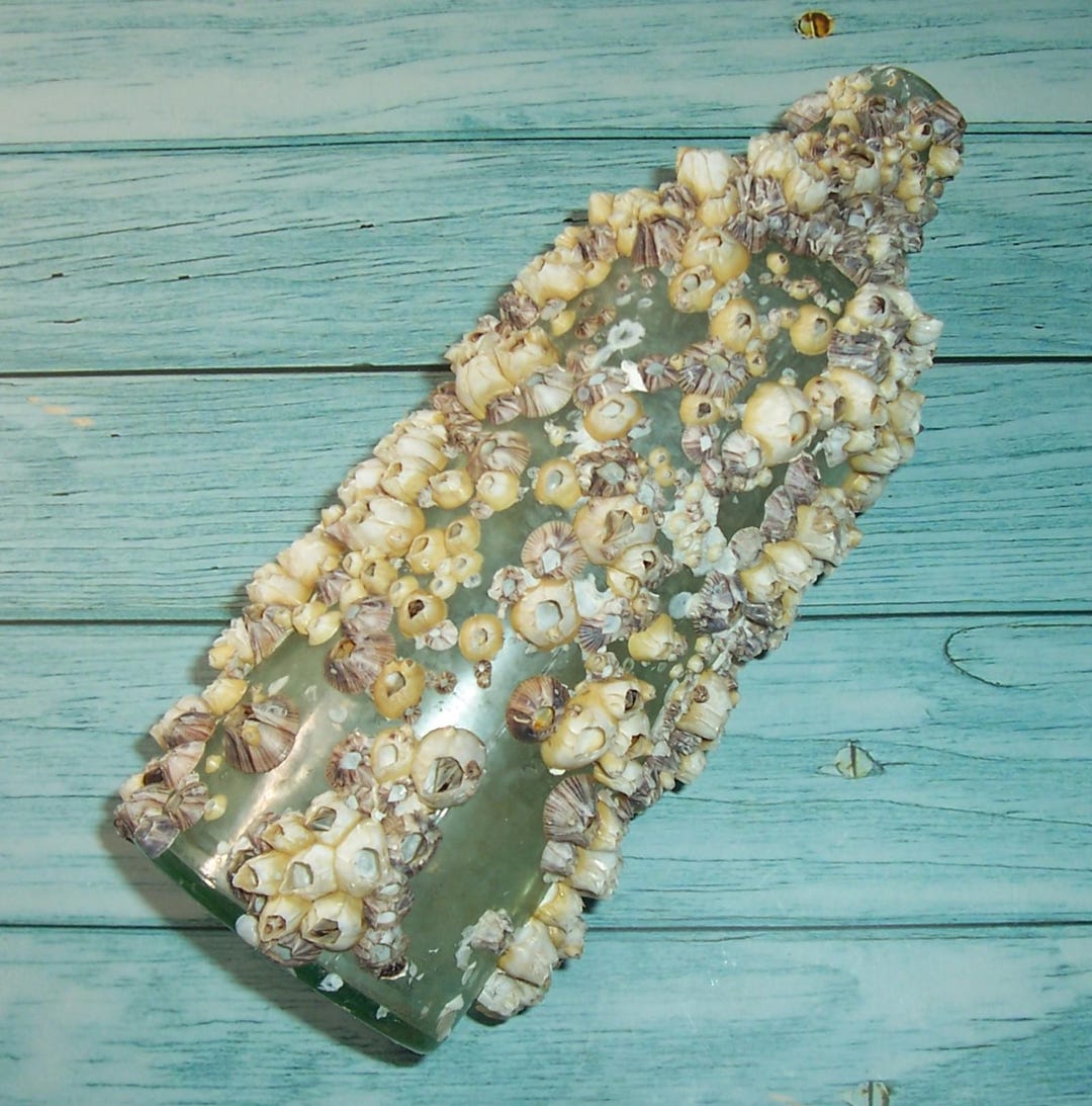 9 1/2" ANTIQUE, Vintage Aqua OCEAN Found Bottle Encrusted With ...