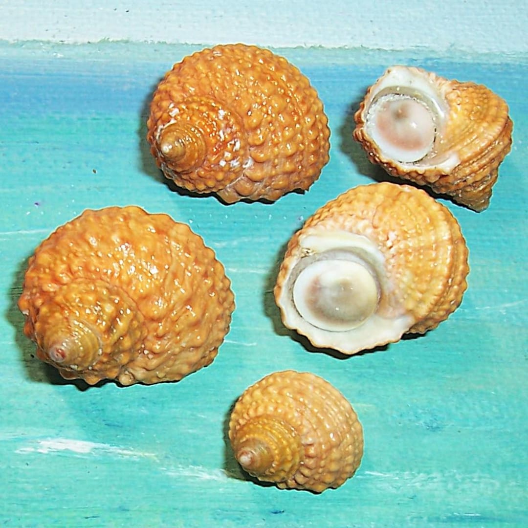 Set of Five 15.4-24.8mm Specimen Bright ORANGE Florida Chestnut Turban ...